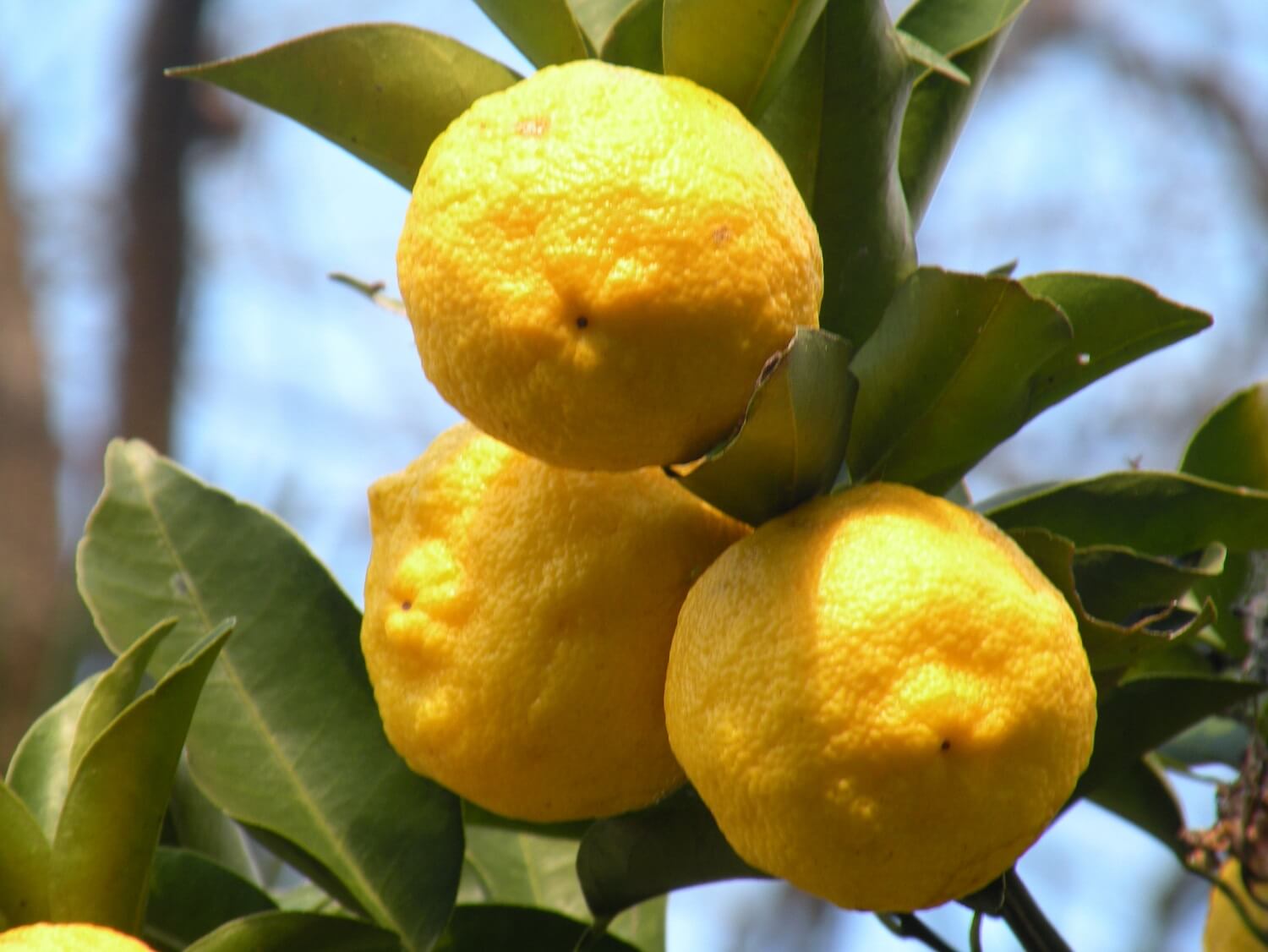 Condiments for sushi | Basic Sushi Knowledge - Sushi University