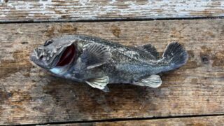 Black rockfish (Kurosoi) | Basic Sushi Knowledge - Sushi University