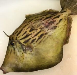 Filefish (Kawahagi) | Basic Sushi Knowledge - Sushi University