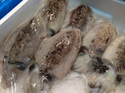 Golden cuttlefish (Sumi ika) | Basic Sushi Knowledge - Sushi University