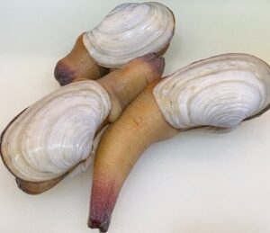 Japanese geoduck (Shiromiru) | Basic Sushi Knowledge - Sushi University
