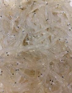 Japanese icefish (Shirauo) | Basic Sushi Knowledge - Sushi University