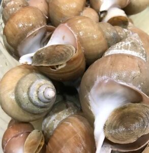 Japanese ivory-shell (Baigai) | Basic Sushi Knowledge - Sushi University