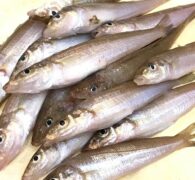 Japanese whiting (Kisu) | Basic Sushi Knowledge - Sushi University