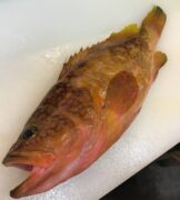 Redspotted grouper (Kijihata) | Basic Sushi Knowledge - Sushi University