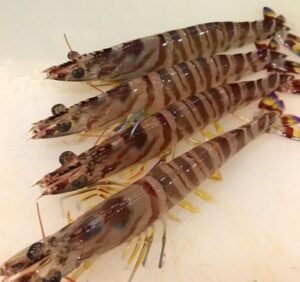 Kuruma prawn (Kuruma ebi) | Basic Sushi Knowledge - Sushi University