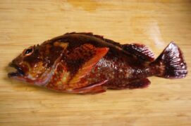 Marbled rockfish (Kasago) | Basic Sushi Knowledge - Sushi University
