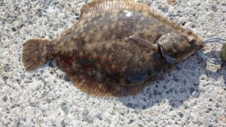 Marbled sole (Makogarei) | Basic Sushi Knowledge - Sushi University