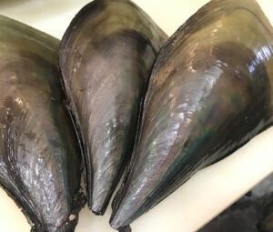 Pen-shell (Tairagi) | Basic Sushi Knowledge - Sushi University