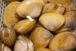 Round clam ligaments (Kobashira) | Basic Sushi Knowledge - Sushi University