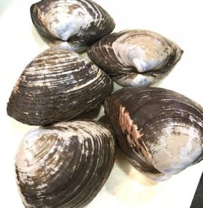 Sakhalin surf clam (Hokkigai) | Basic Sushi Knowledge - Sushi University