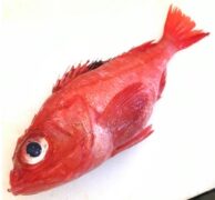 Thornhead (Kichiji) | Basic Sushi Knowledge - Sushi University