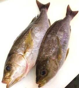 Chicken grunt (Isaki) | Basic Sushi Knowledge - Sushi University