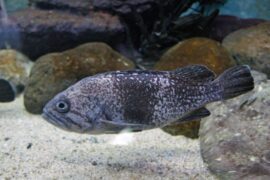 Banded jacopever (Tanukimebaru) | Basic Sushi Knowledge - Sushi University