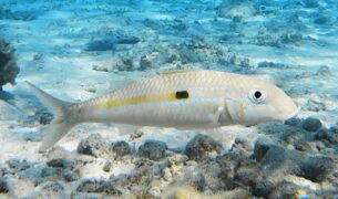 Bensasi goatfish (Himeji) | Basic Sushi Knowledge - Sushi University