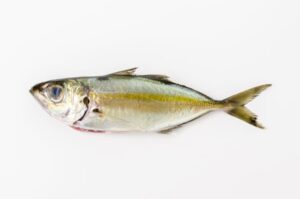 Bigeye scad (Meaji) | Basic Sushi Knowledge - Sushi University