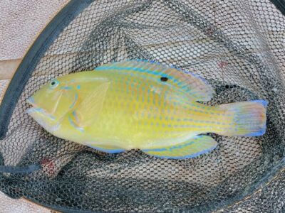 Blackspot tuskfish (Shirokurabera) | Basic Sushi Knowledge - Sushi ...