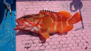 Blacktip grouper (Akahata) | Basic Sushi Knowledge - Sushi University