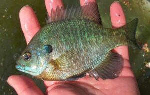 Bluegill | Basic Sushi Knowledge - Sushi University