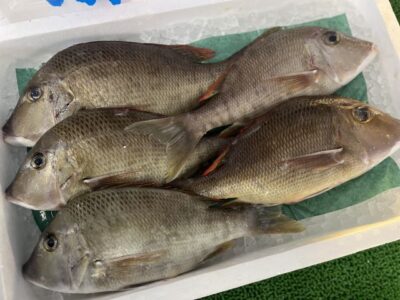 Emperor fish (Fuefukidai) | Basic Sushi Knowledge - Sushi University