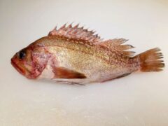 Fox jacopever (Kitsunemebaru) | Basic Sushi Knowledge - Sushi University