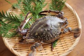 Gazami crab (Watarigani) | Basic Sushi Knowledge - Sushi University
