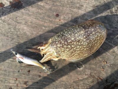 Japanese spineless cuttlefish (Shiriyakeika) | Basic Sushi Knowledge ...