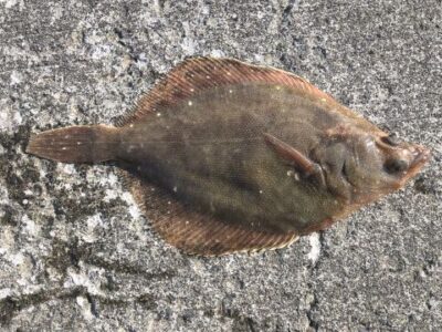 Longsnout flounder (Sunagarei) | Basic Sushi Knowledge - Sushi University