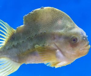 Lumpsucker (Yokozuna-dangouo) | Basic Sushi Knowledge - Sushi University