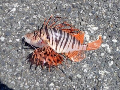 Luna lionfish (Minokasago) | Basic Sushi Knowledge - Sushi University