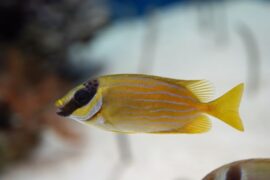 Masked spinefoot (Majiriaigo) | Basic Sushi Knowledge - Sushi University