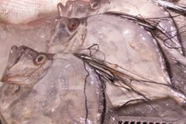 Mirror dory (Kagamidai) | Basic Sushi Knowledge - Sushi University