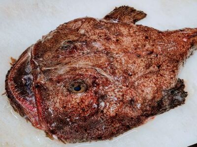 Monkfish (Ankou) | Basic Sushi Knowledge - Sushi University