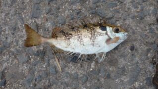 Mottled spinefoot (Aigo) | Basic Sushi Knowledge - Sushi University