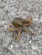 Ocellated octopus (Iidako) | Basic Sushi Knowledge - Sushi University