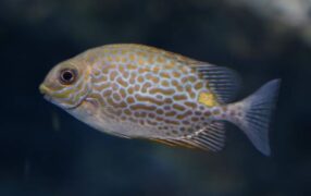 Orange-spotted spinefoot (Gomaaigo) | Basic Sushi Knowledge - Sushi ...