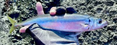 Rainbow runner (Tsumuburi) | Basic Sushi Knowledge - Sushi University