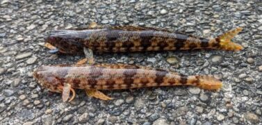 Red lizardfish (Akaeso) | Basic Sushi Knowledge - Sushi University