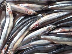 Slender sprat (Kibinago) | Basic Sushi Knowledge - Sushi University