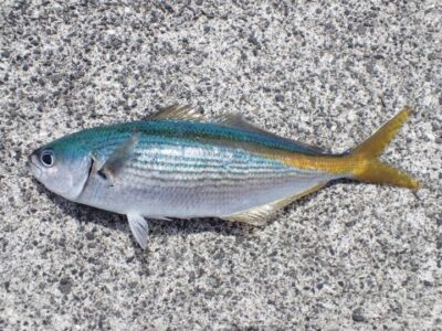 Yellow-striped butterfish (Takabe) | Basic Sushi Knowledge - Sushi ...