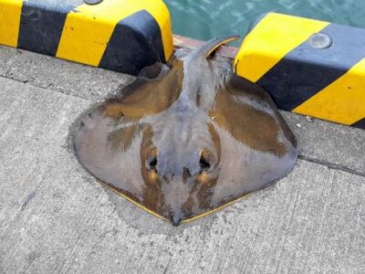 Red stingray (Akaei) | Basic Sushi Knowledge - Sushi University