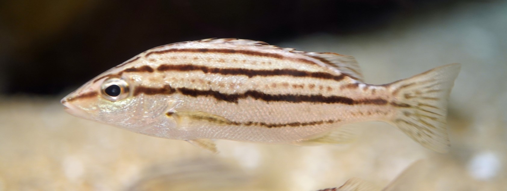 Sharpbeak terapon (Shimaisaki) | Basic Sushi Knowledge - Sushi University