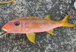 Manybar goatfish (Ojisan) | Basic Sushi Knowledge - Sushi University
