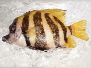 Striped boarfish (Tengudai) | Basic Sushi Knowledge - Sushi University