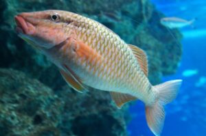 Whitesaddle goatfish (Houraihimeji) | Basic Sushi Knowledge - Sushi ...