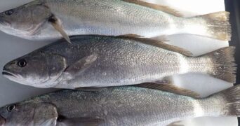 Japanese meagre (Oonibe) | Basic Sushi Knowledge - Sushi University