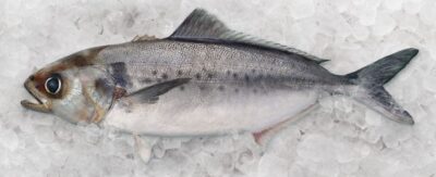 Silver Warehou (Silver) | Basic Sushi Knowledge - Sushi University