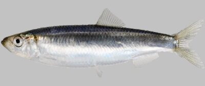 European sprat | Basic Sushi Knowledge - Sushi University