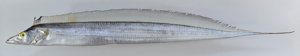 Common hairtail (Tenjikutachi) | Basic Sushi Knowledge - Sushi University
