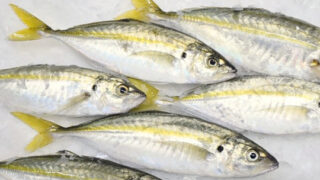 Yellowtail horse mackerel | Basic Sushi Knowledge - Sushi University